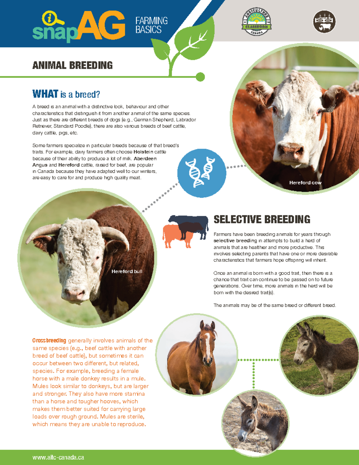 Animal Breeding ENG - WHAT is a breed? A breed is an animal with a ...