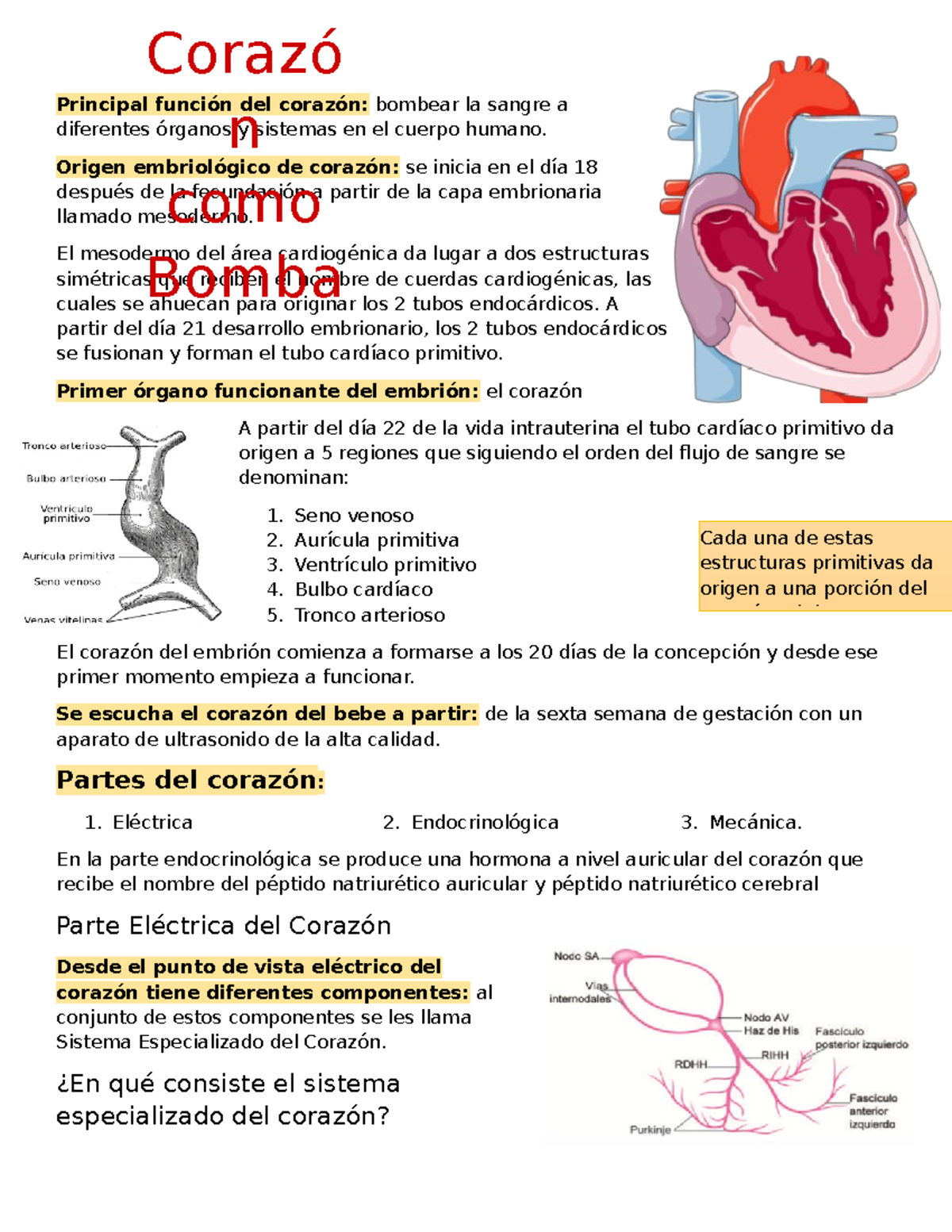 Corazon como bomba - Principal función del corazón: bombear la sangre a ...
