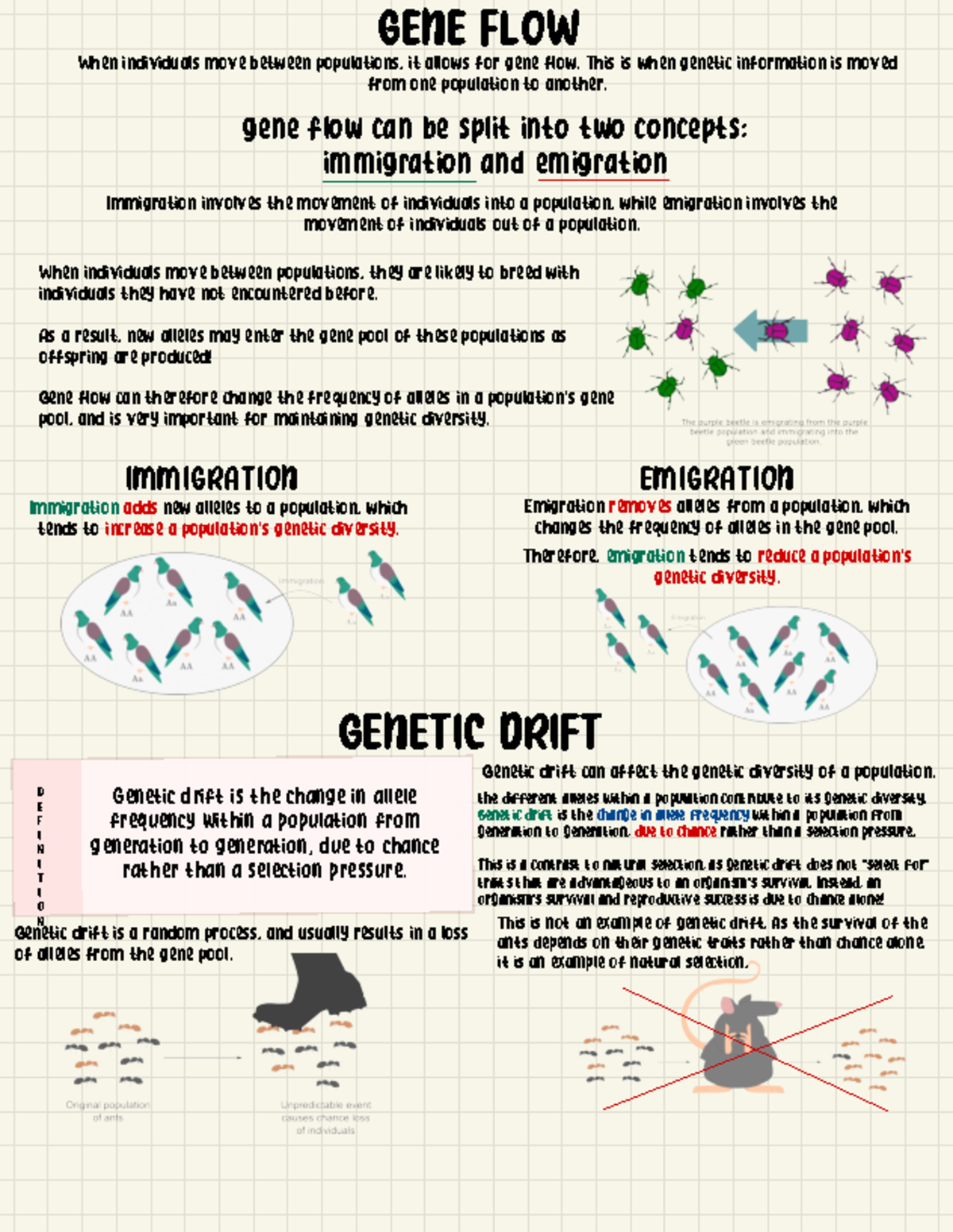 Gene flow (genetic variation nd change) lvl2 - GENE FLOW When ...