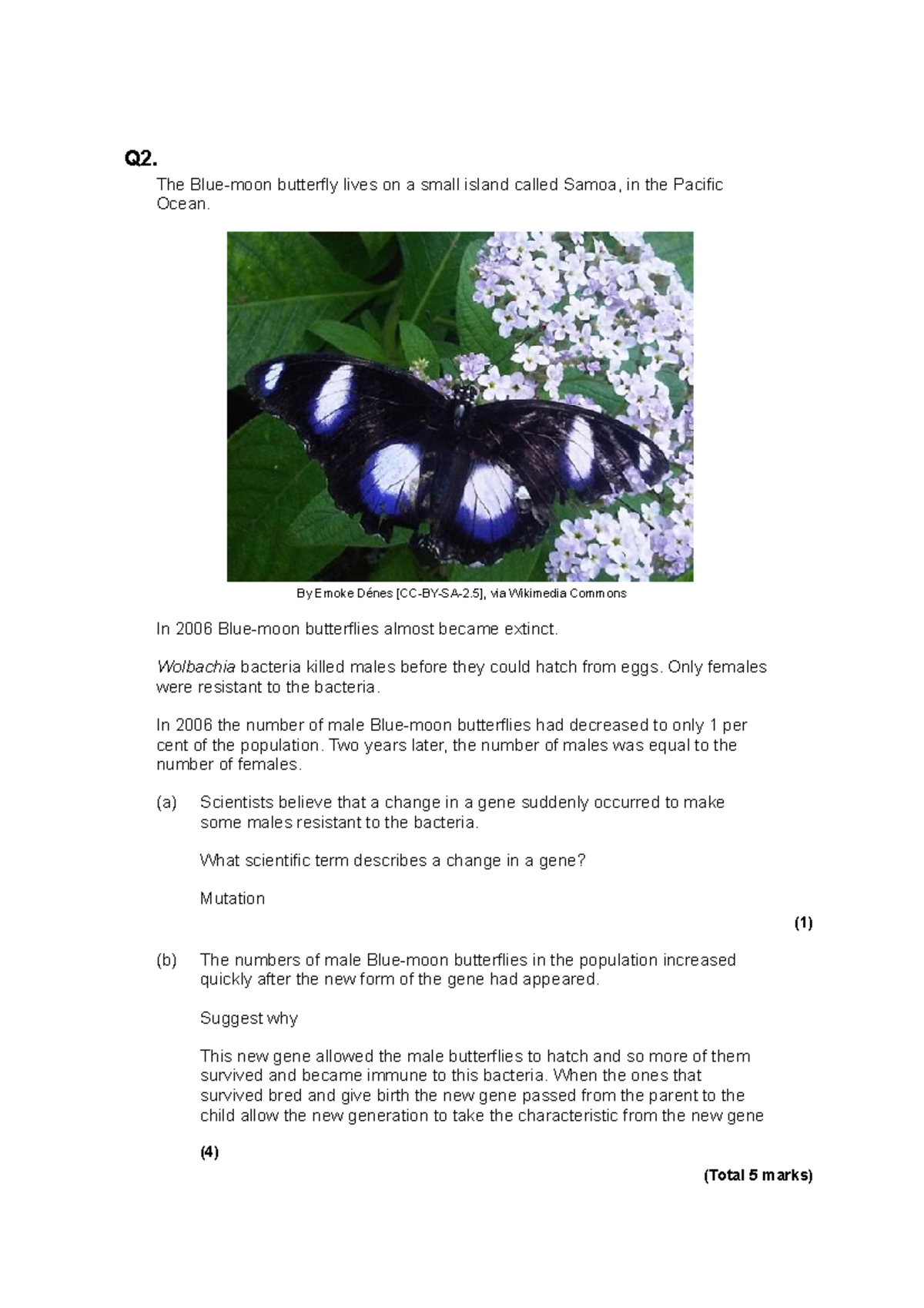 BLUE MOON Butterfly EXAM Question Q2 The Blue moon Butterfly Lives blue-moon-butterfly-exam-question-q2-the-blue-moon-butterfly-lives