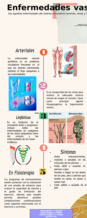 Estructura y Función del Cuerpo Humano - sistema oseo articular - Studocu
