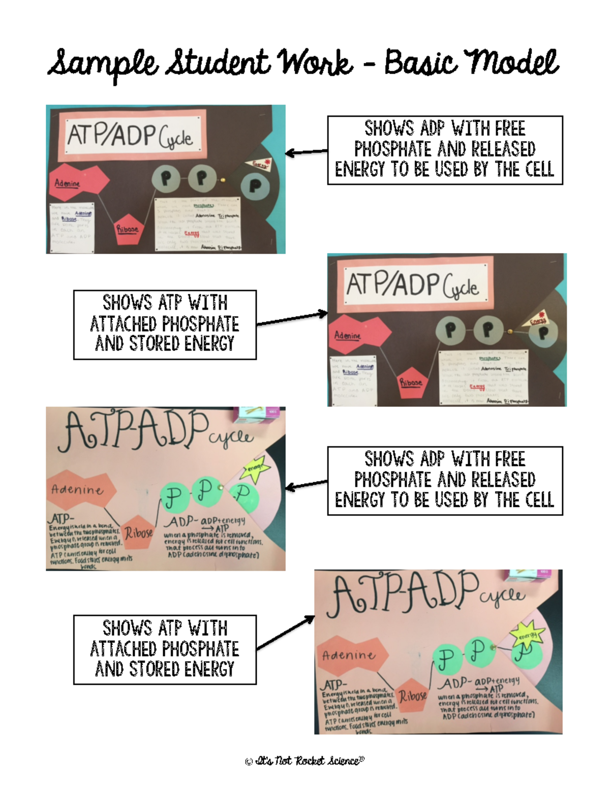 ATP Model Samples - Biology work - BIOLOGY 101 - Sample Student Work ...