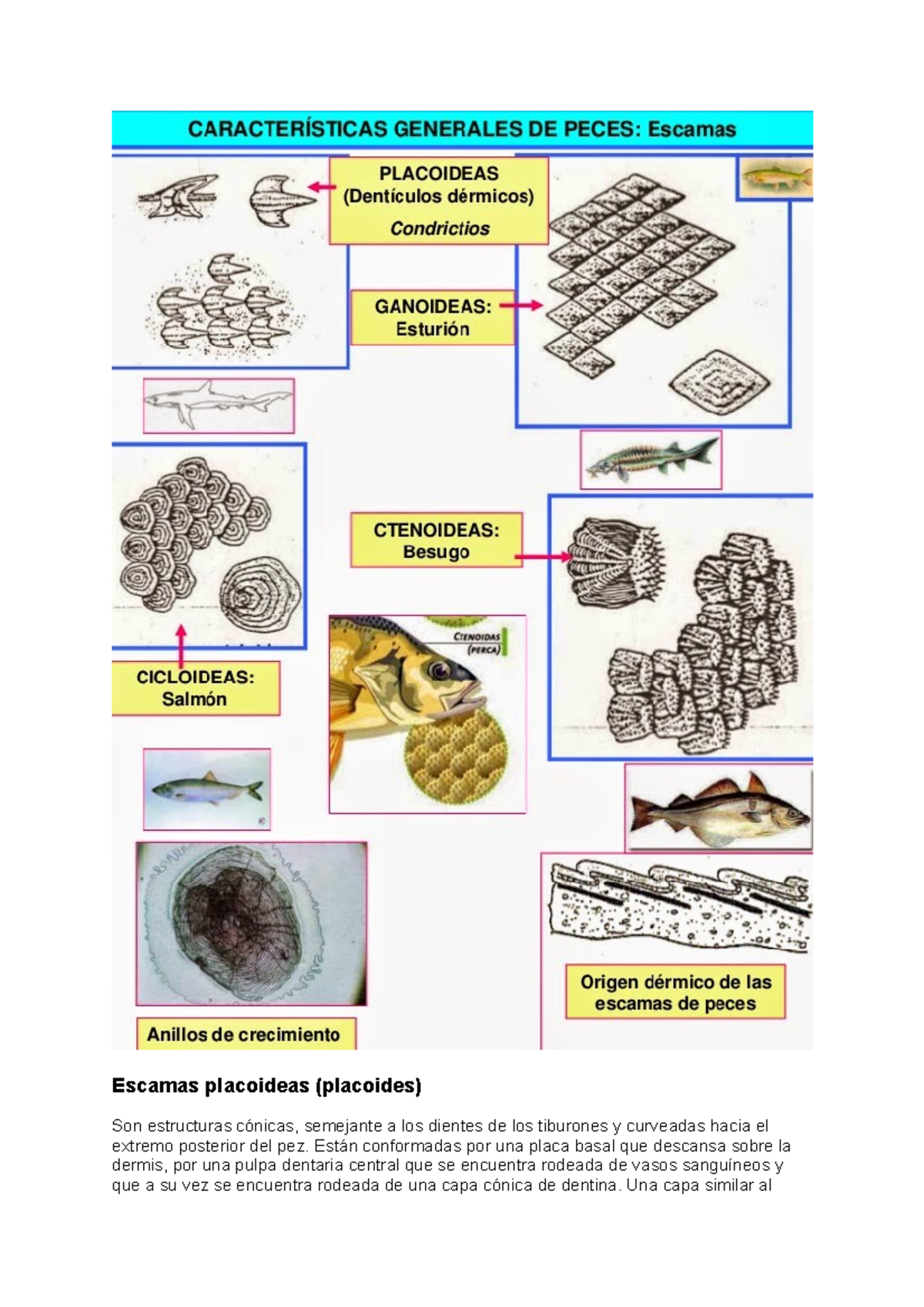 Tipos de escamas de los peces - Escamas placoideas (placoides) Son ...