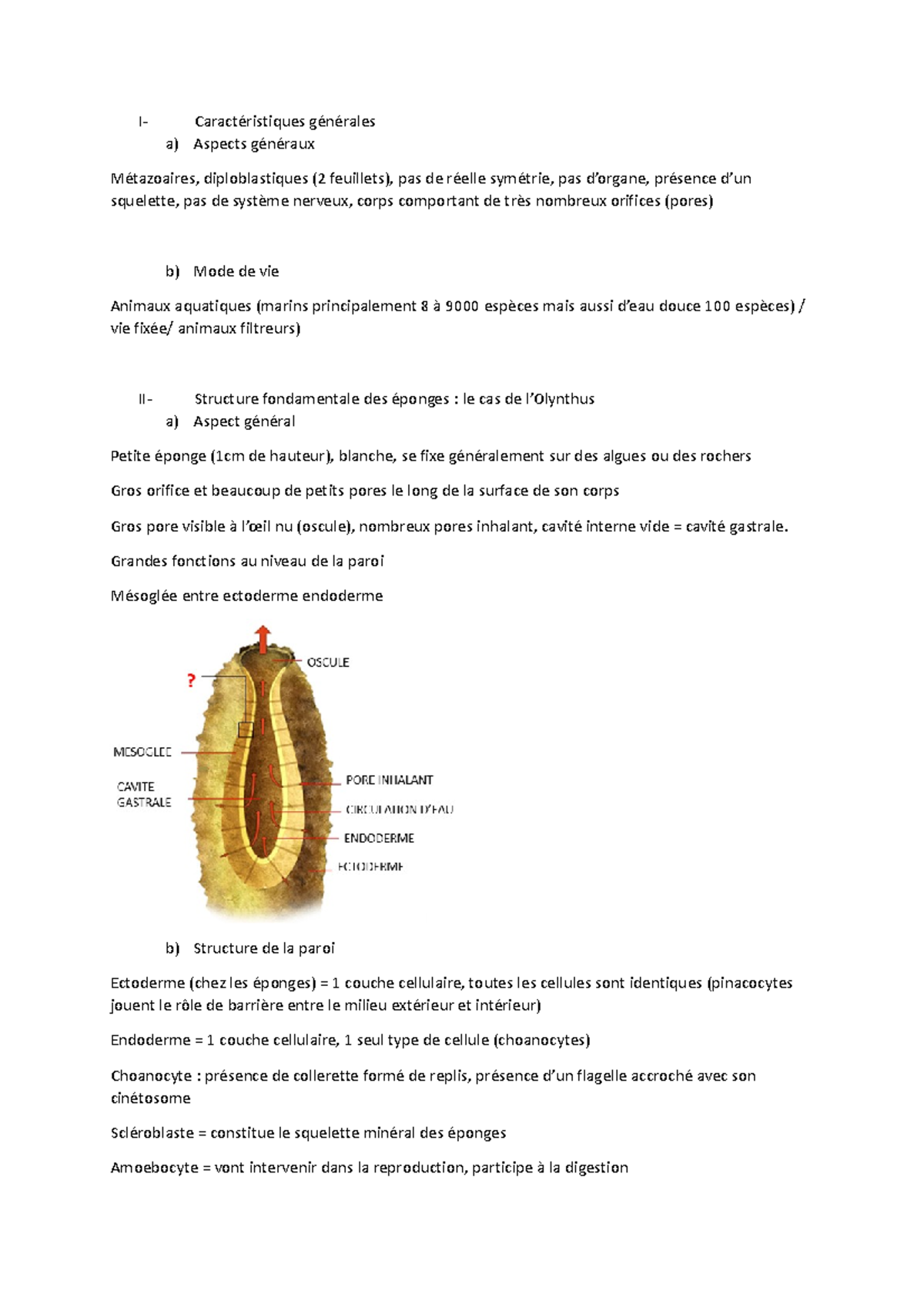 Chapitre 3 - Les spongiaires ou porifera - I- Caractéristiques ...