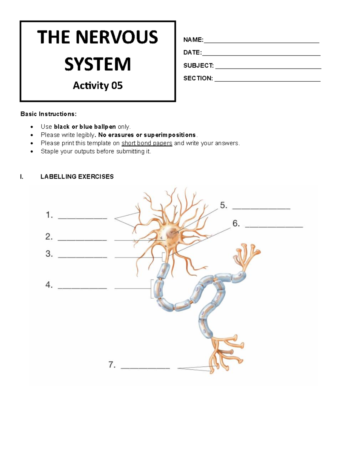 THE Nervous System- Activity 05 - Basic Instructions: - Use black or ...