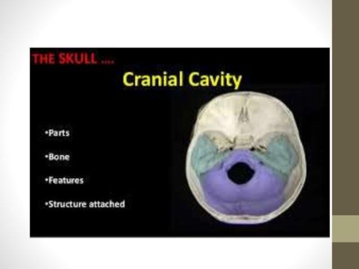 Cranial cavity - ANATOMY NOTES - BDS - Studocu