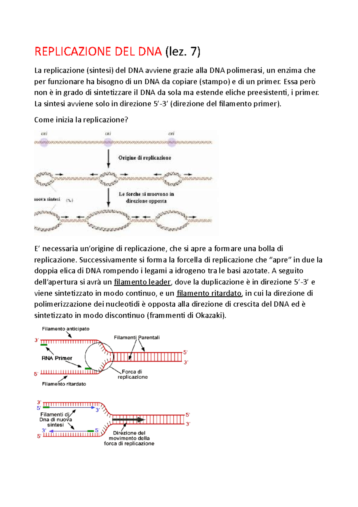 Lezione 7 - replicazione del DNA - REPLICAZIONE DEL DNA (lez. 7) La ...