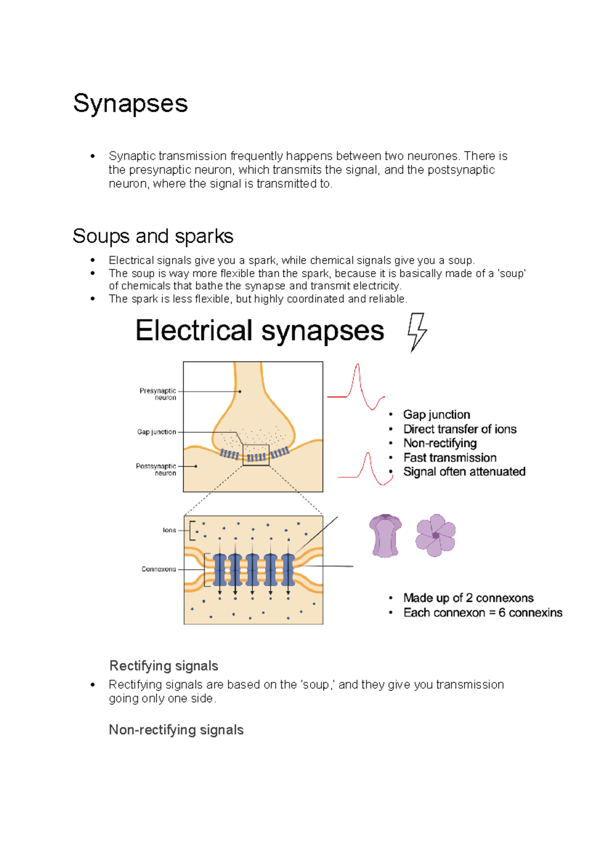 Synapses - 1st Year lecture notes - Synapses Synaptic transmission ...