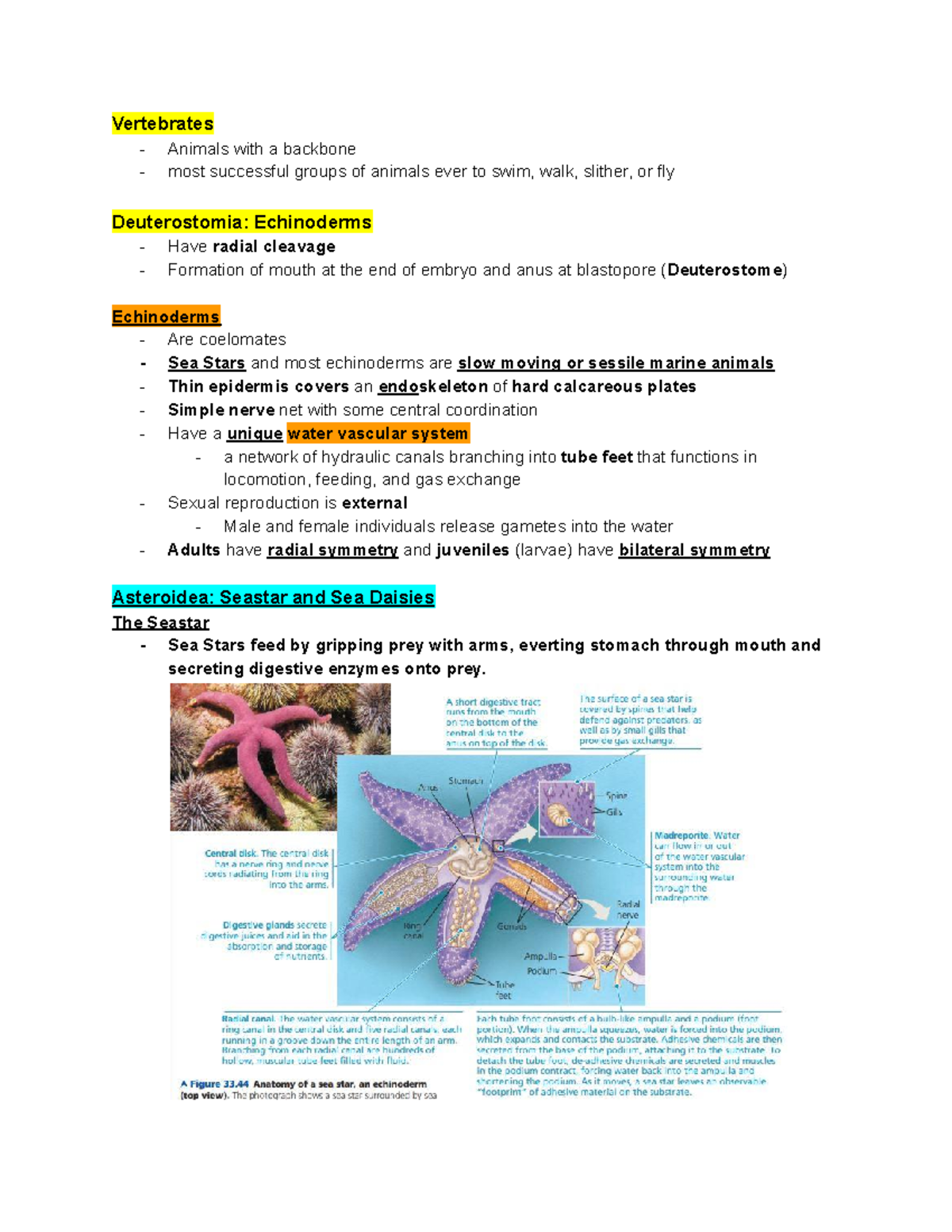 M1 Lec 7 (Vertebrates) - Lecture notes 7 - Vertebrates Animals with a ...