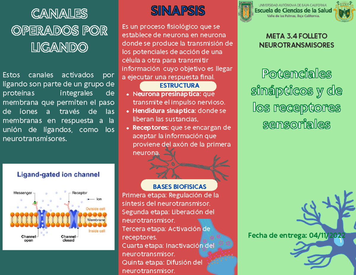 Abril Castillejos Contreras Meta 3.4 - Estos canales activados por ...