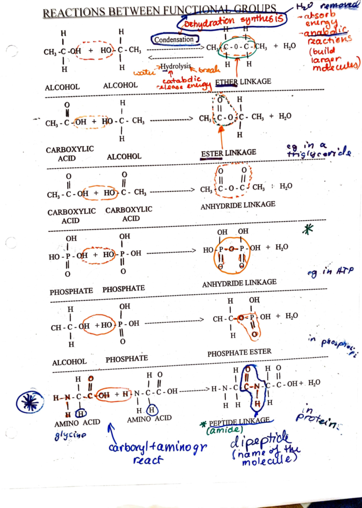 Biochem Lesson 3 - Functional Groups and Linkages - r _ Ki,v,... - cJ ...