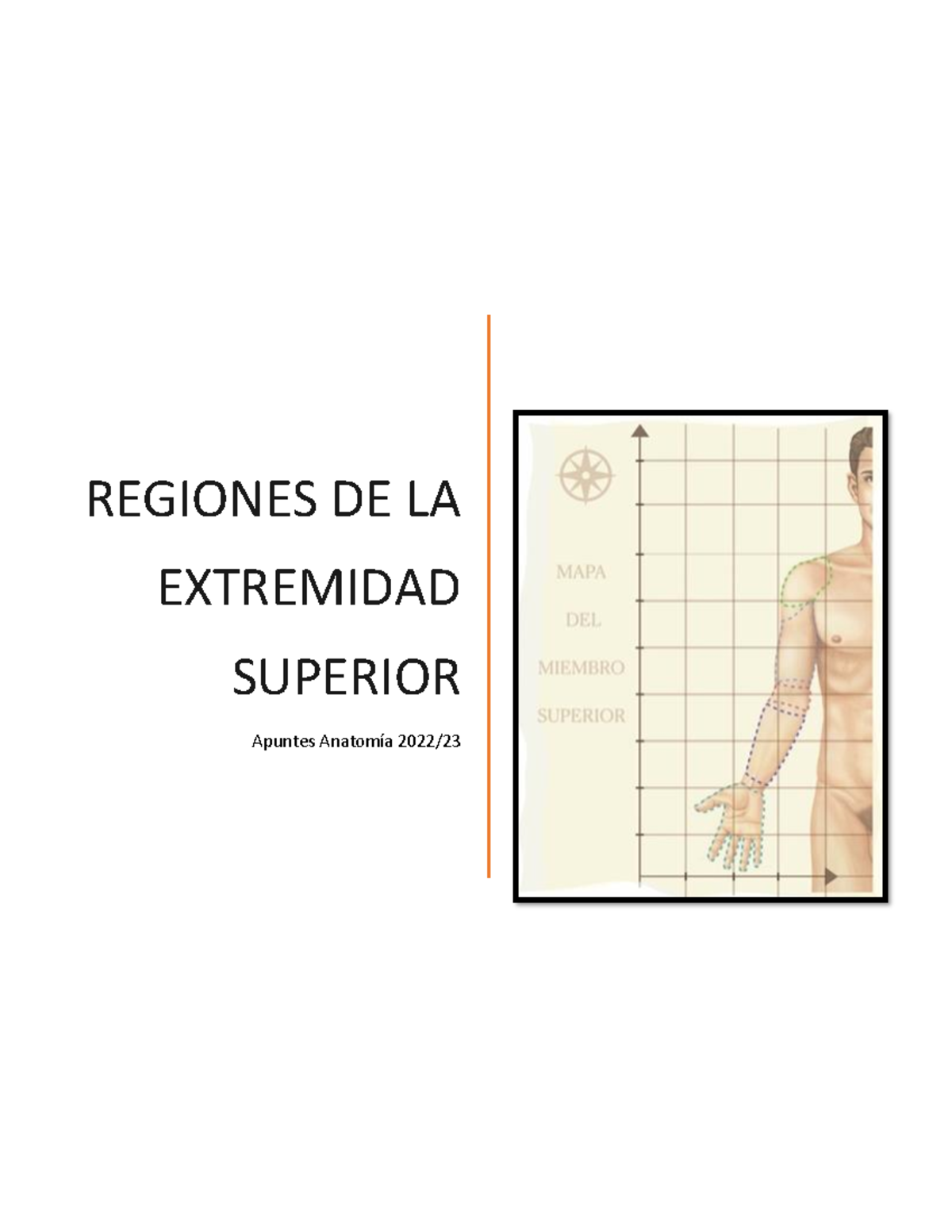 Regiones de la extremidad superior - REGIONES DE LA EXTREMIDAD SUPERIOR ...