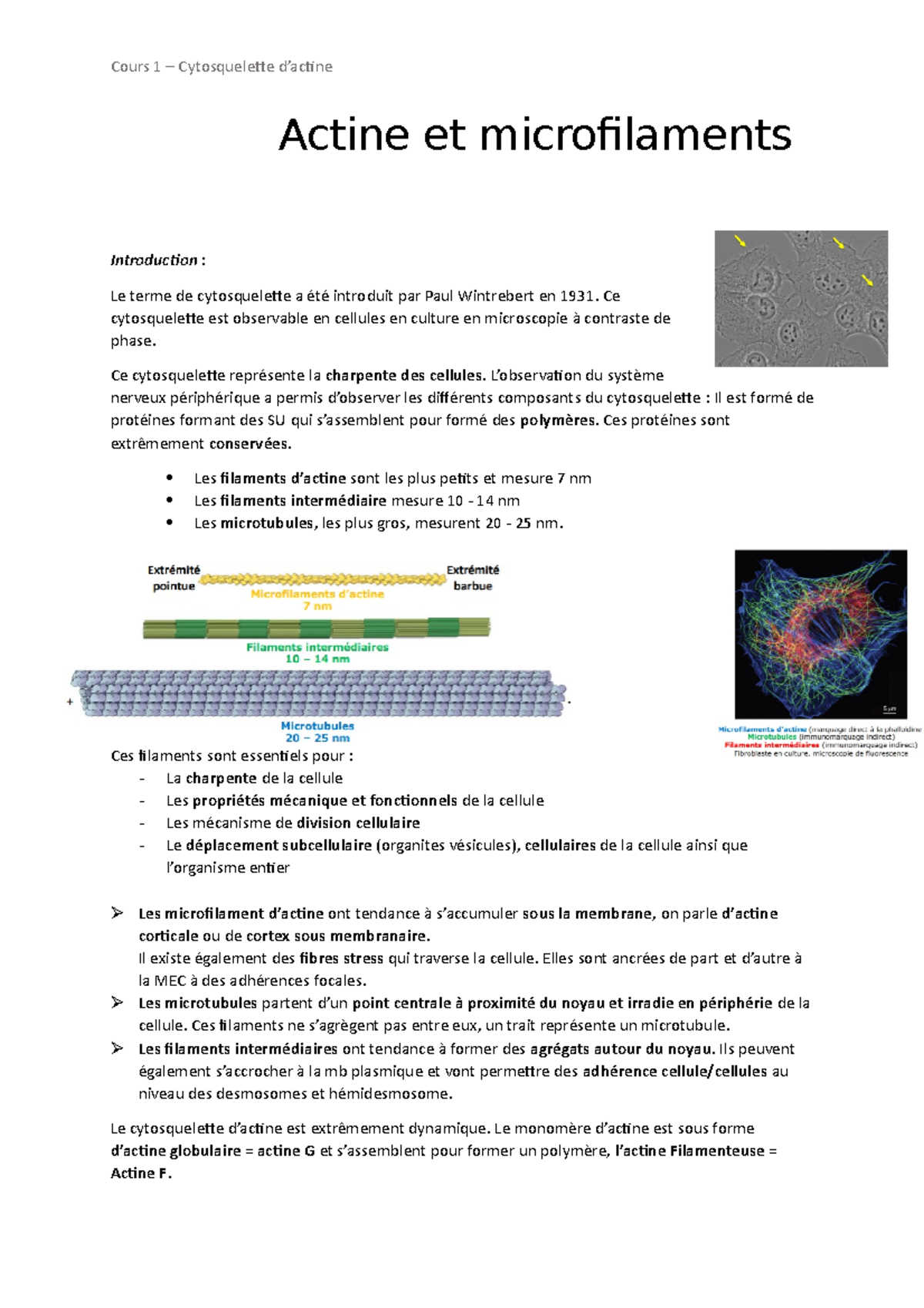 Cours 1 - Actine et microfilaments - Actine et microfilaments ...