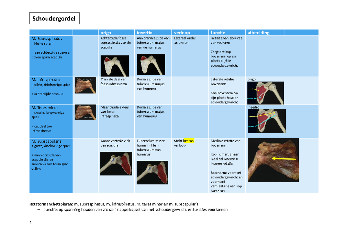 Myologie van het lichaam (extremiteiten) - origo insertio verloop ...