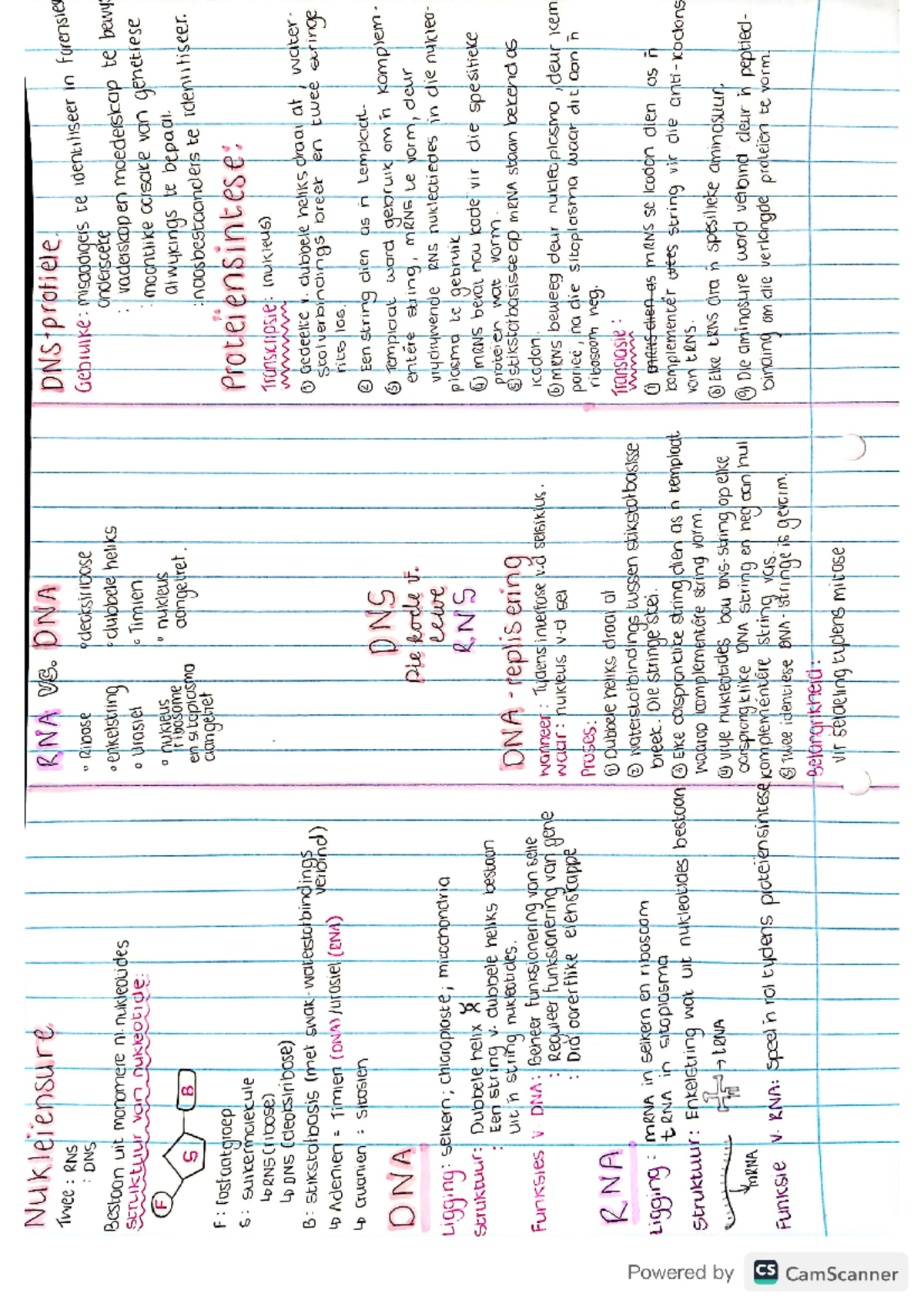 DNA - grade 12 summary about dna and rna - Studocu