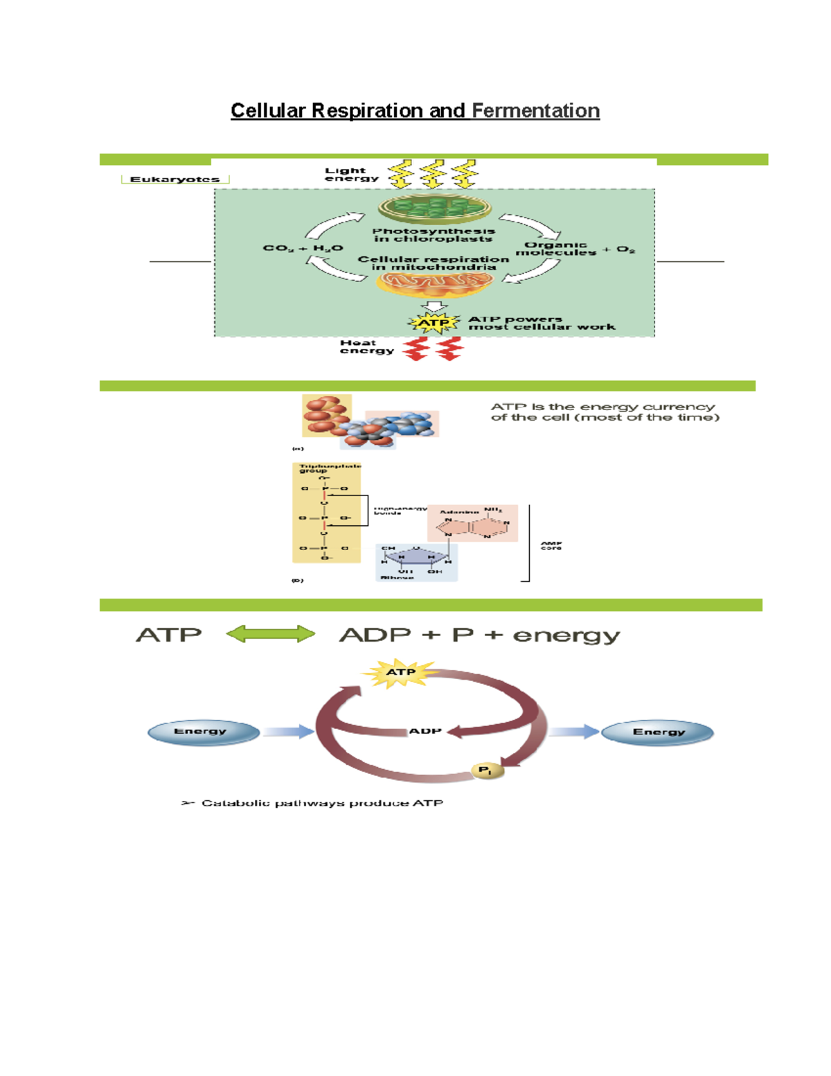 Cellular Respiration and Fermentation - BIOC 181R - Cellular ...