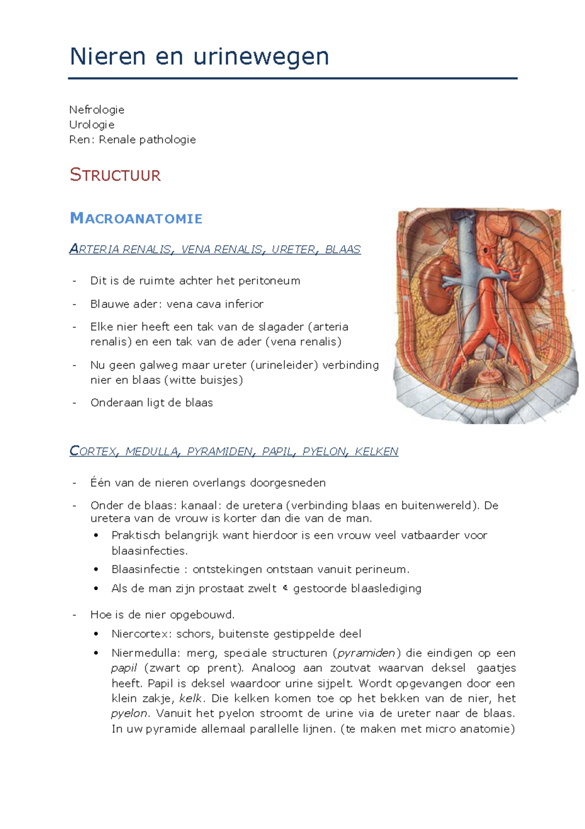 7 nieren en urinewegen - Samenvatting urinewegstelsel met functies en ...