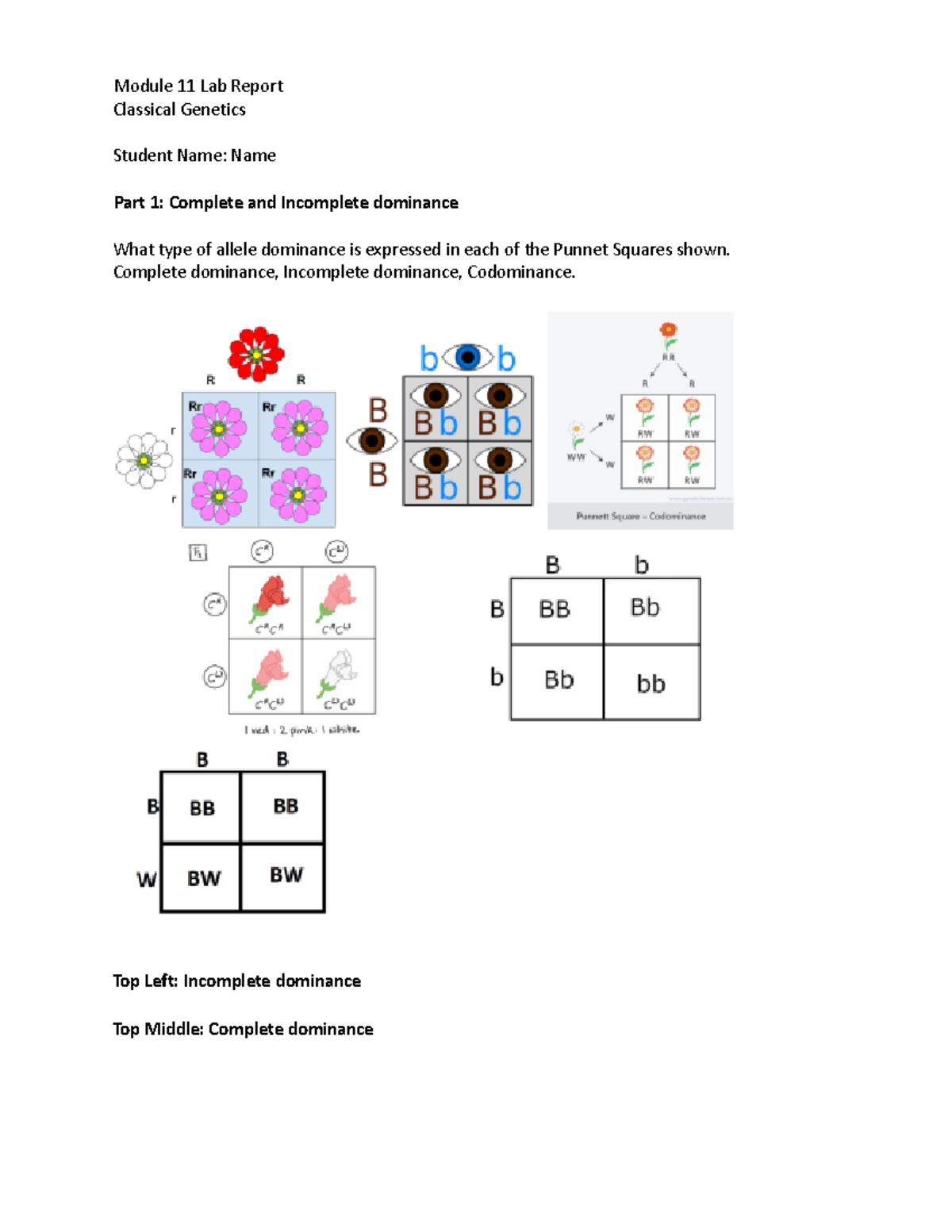 Module 10 Lab Report Name - Module 11 Lab Report Classical Genetics ...