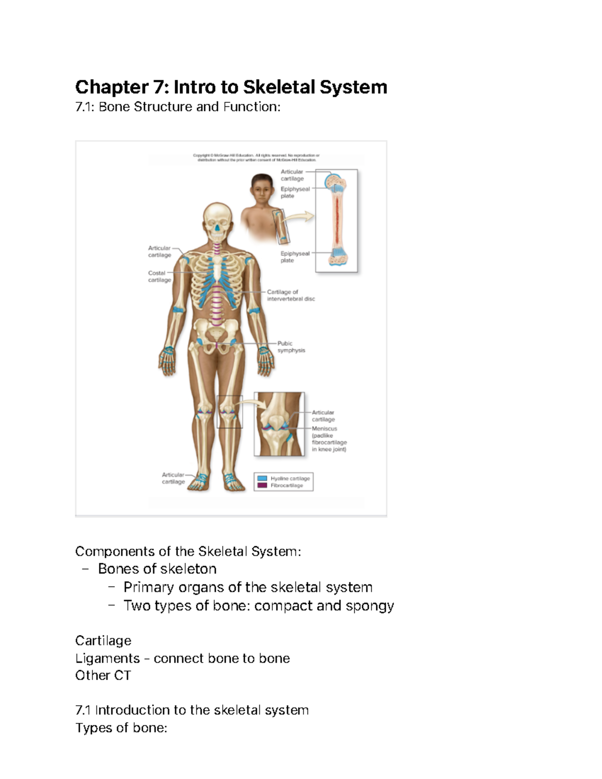 Chapter 7: Intro to Skeletal System - Chapter 7: Intro to Skeletal ...