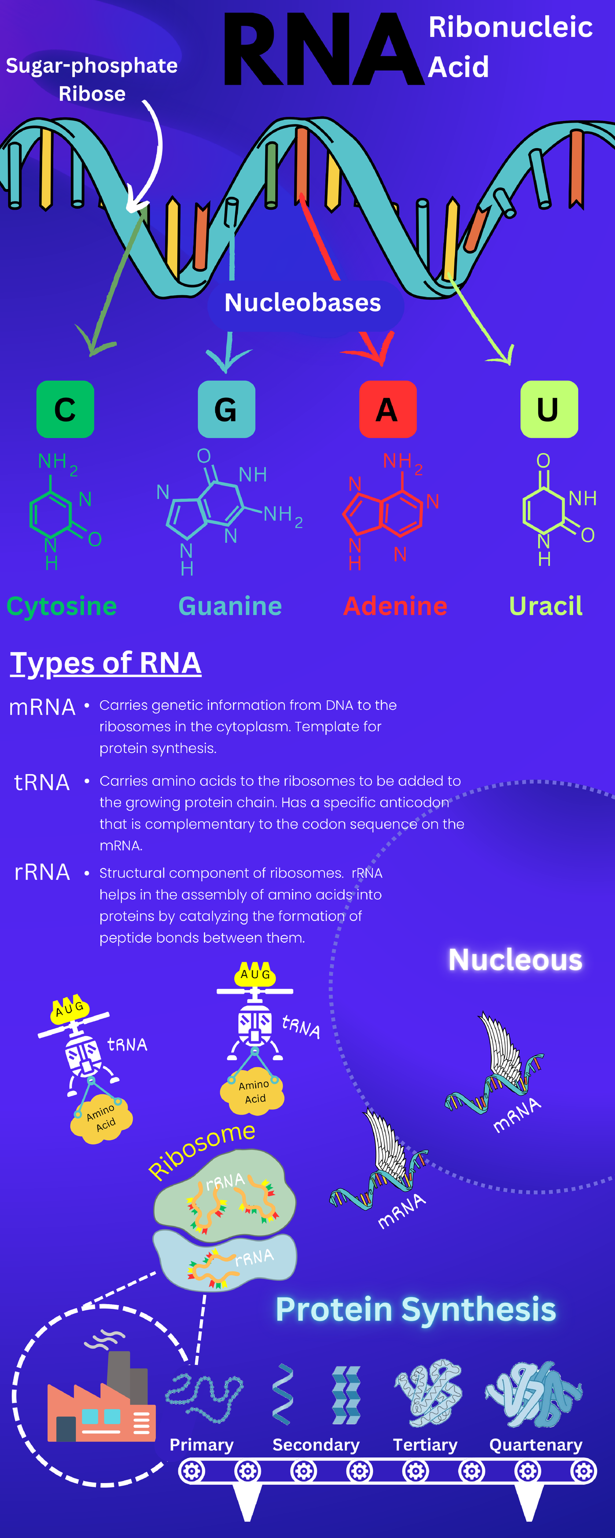 RNA Infographic - Summary human physiology - PHY S 261 - Studocu