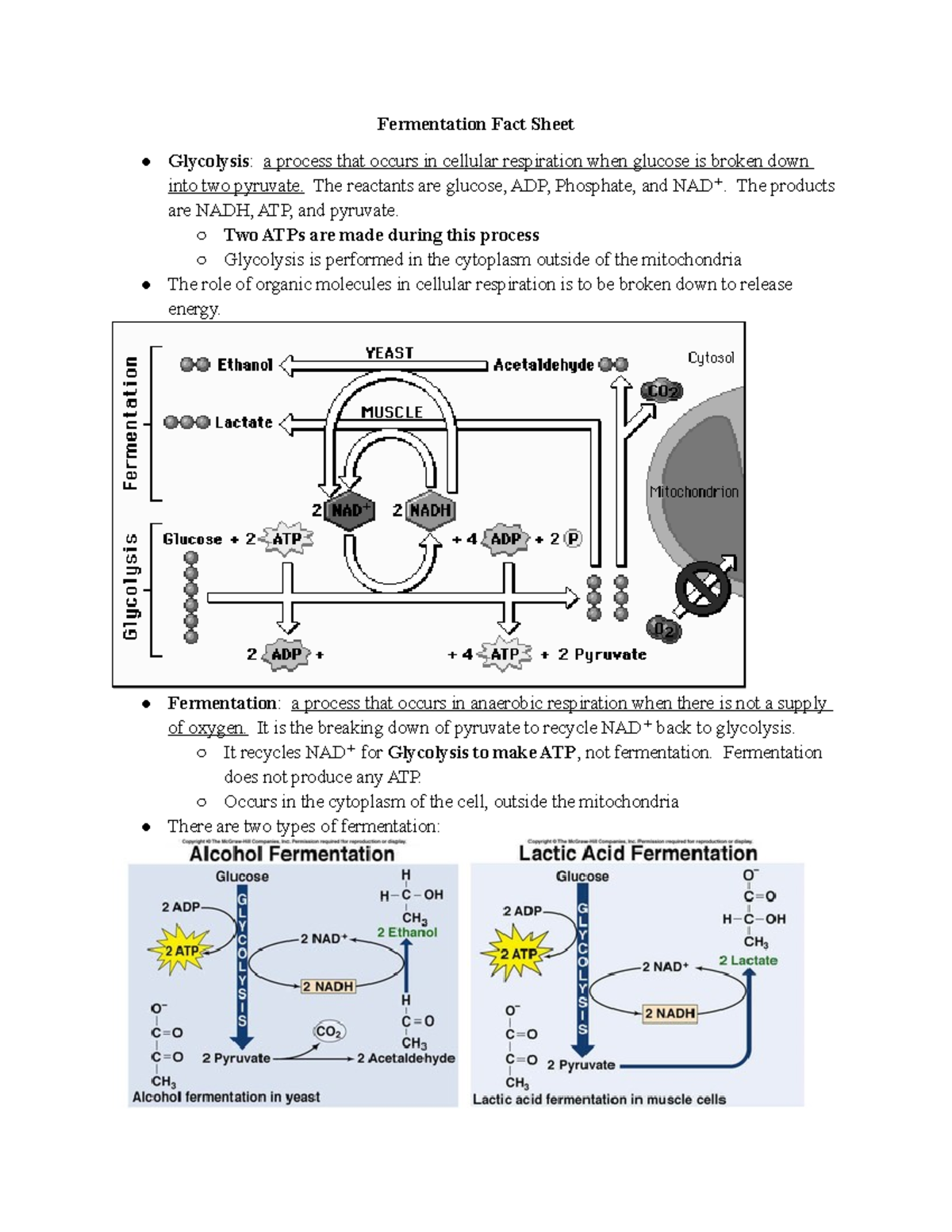 Biology Fermentation Fact Sheet - Fermentation Fact Sheet Glycolysis ...