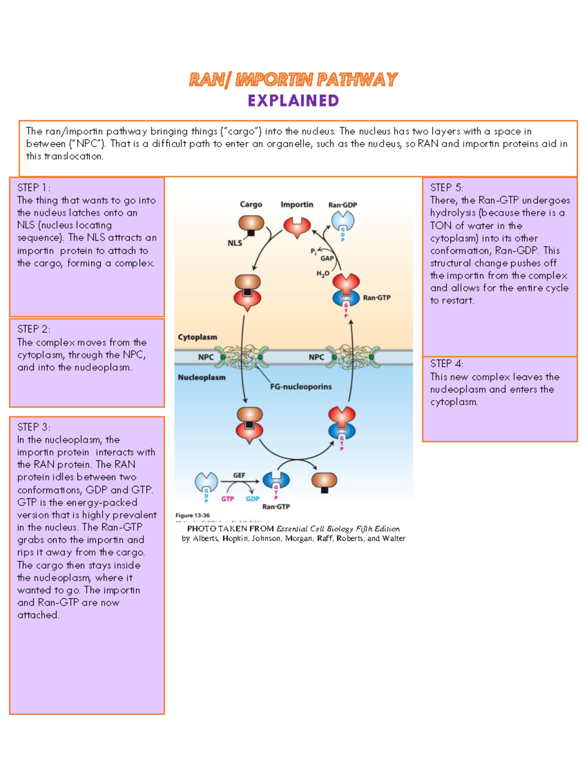 RAN Important Pathway - EXPLAINED PHOTO TAKEN FROM Essential Cell ...