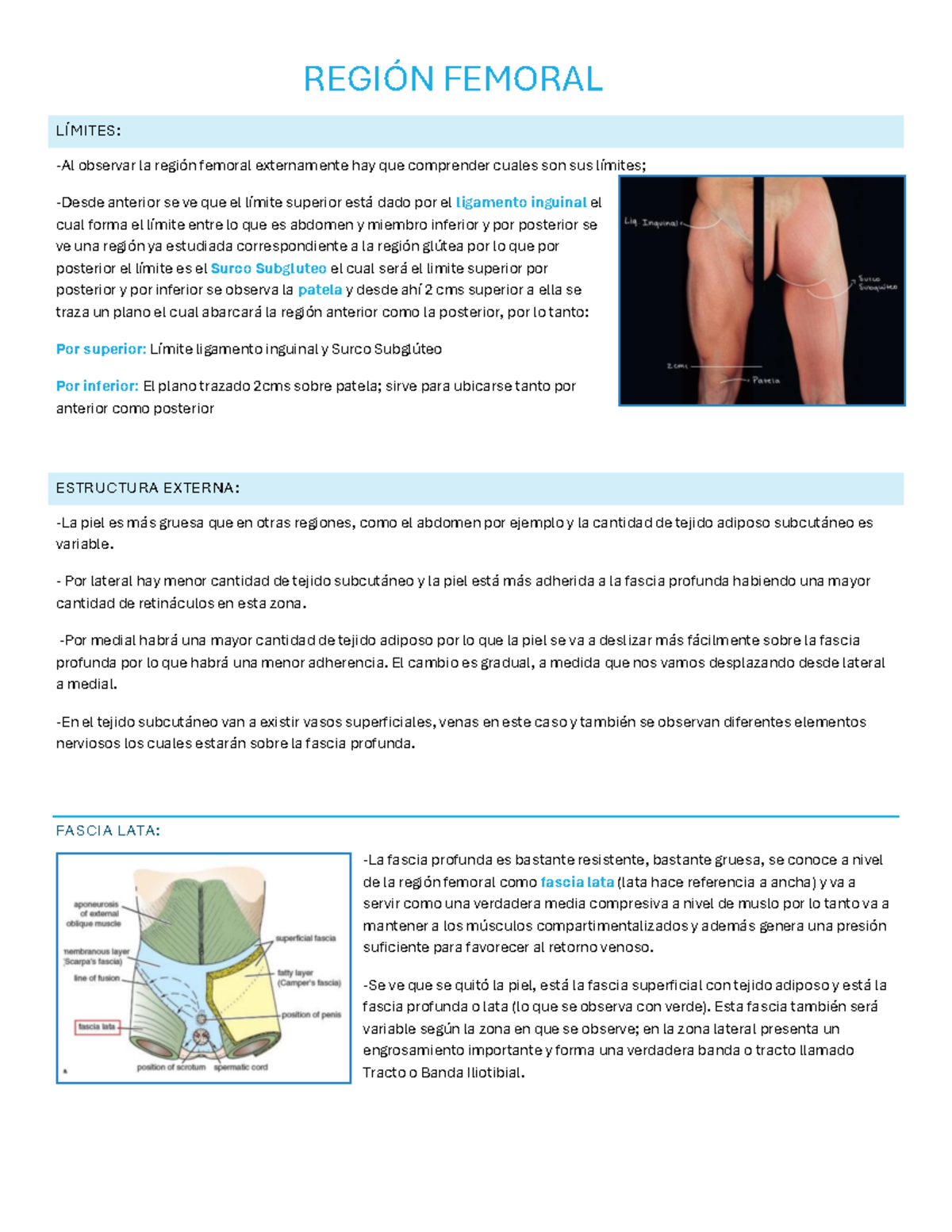 Región Femoral - REGIÓN FEMORAL LÍMITES: Al observar la región femoral ...