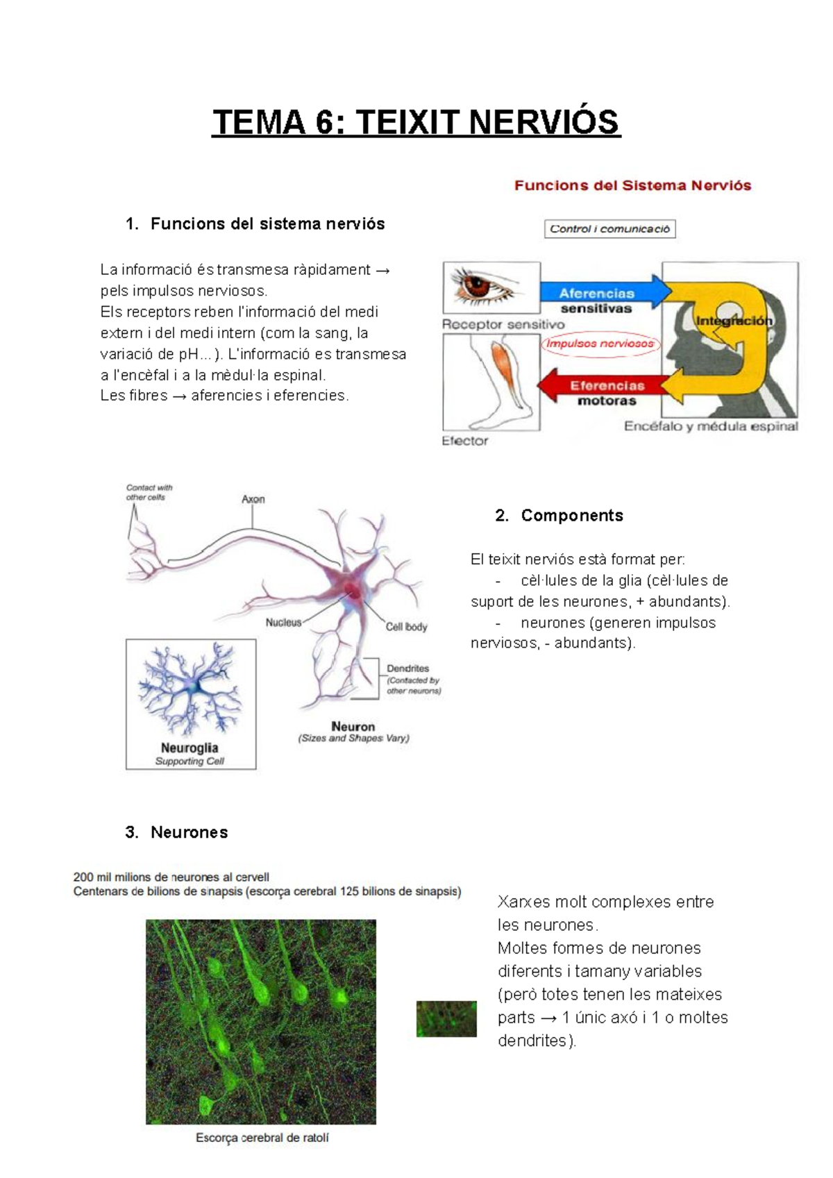 Histologia tema 6 sistema nervios - TEMA 6: TEIXIT NERVIÓS 1. Funcions ...