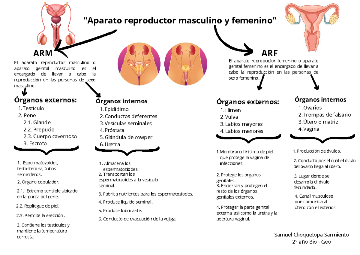 Aparato reproductor masculino y femenino - El aparato reproductor ...