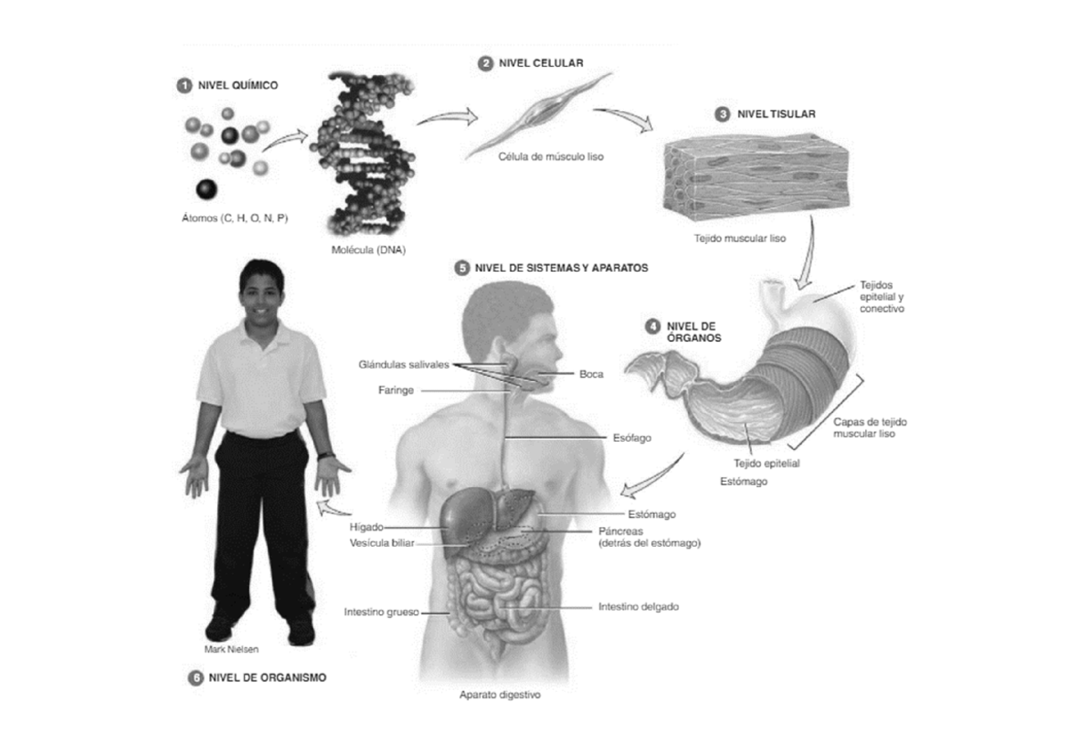Sesion 01 Anatomia Y Fisiologia - Divisiones anatómicas del cuerpo ...