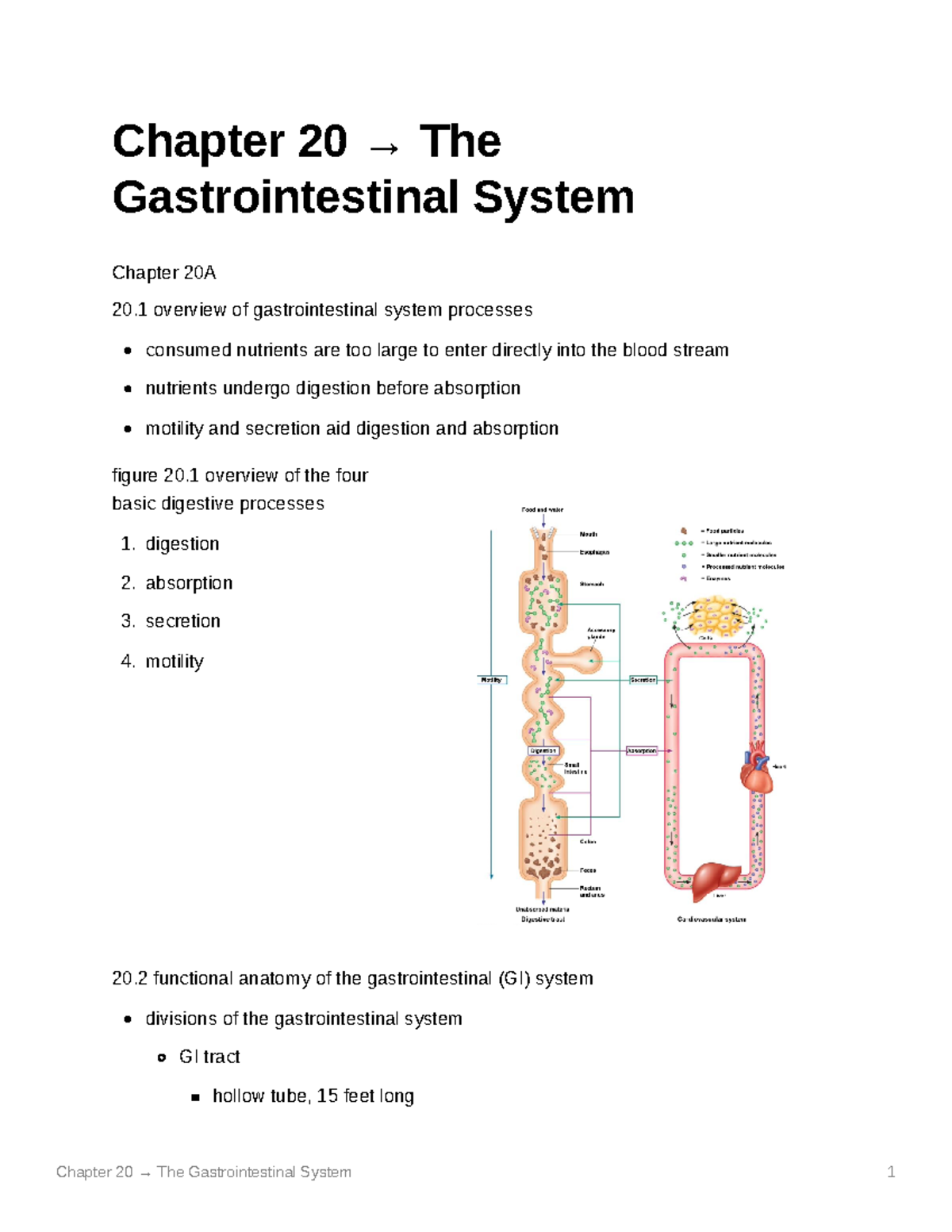 Chapter 20 The Gastrointestinal System - Chapter 20 → The ...