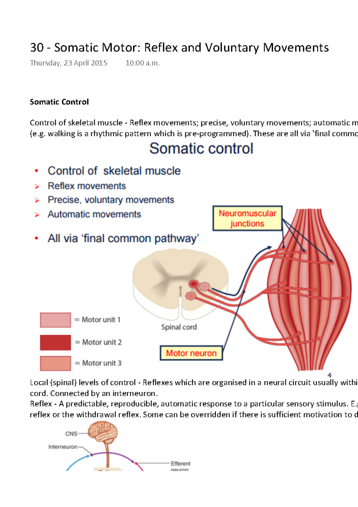 30 - Somatic Motor Reflex and Voluntary Movements - Warning: TT ...