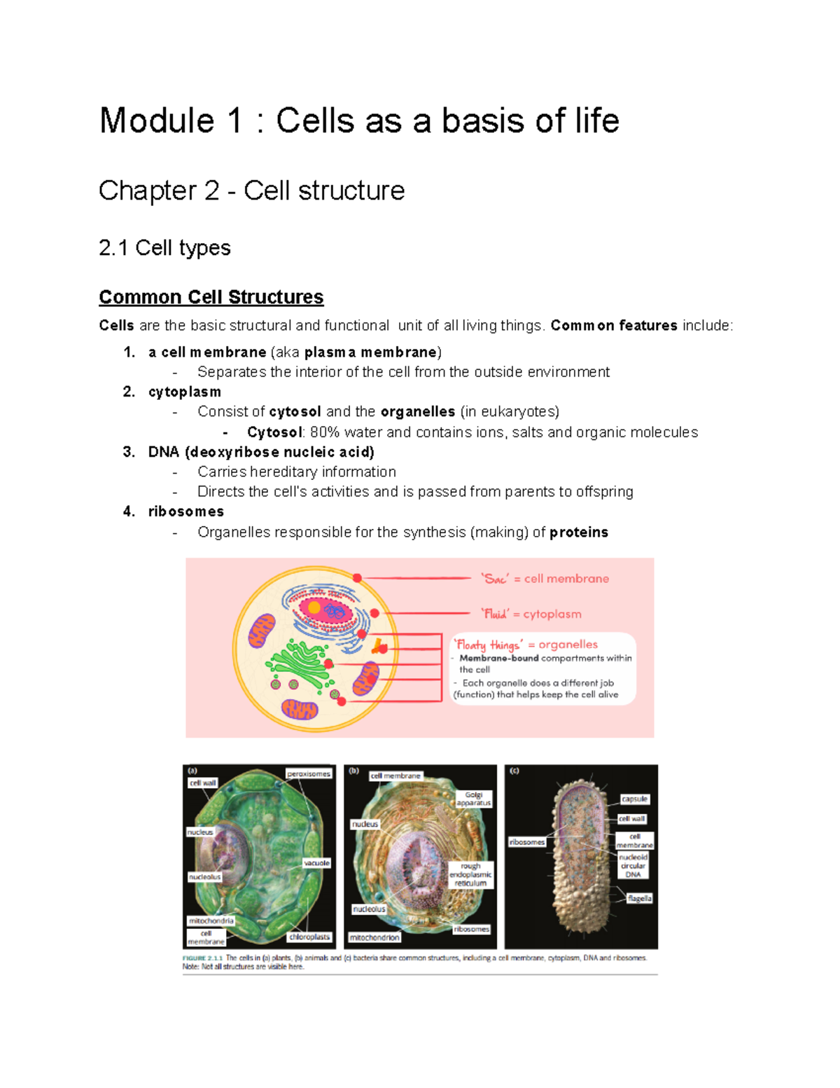 Biology prelim revision - Module 1 : Cells as a basis of life Chapter 2 ...