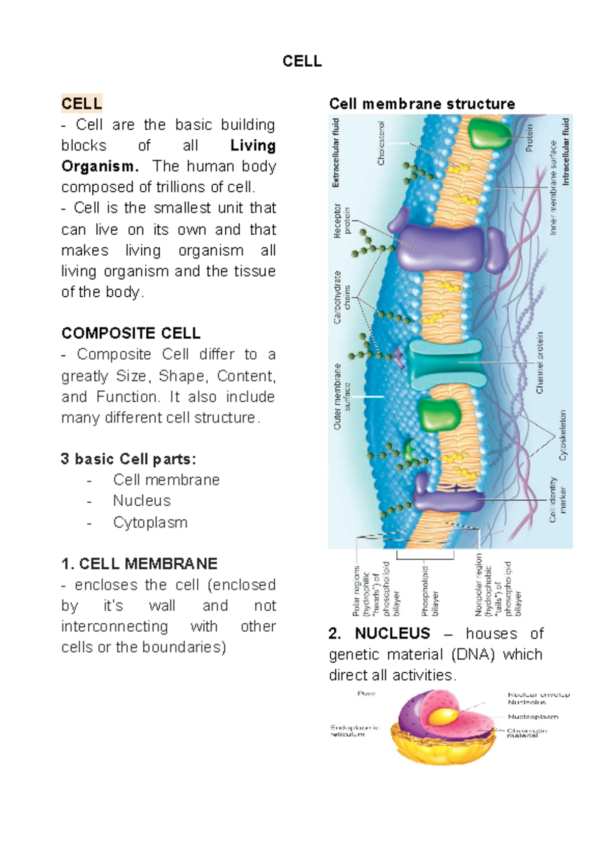 Anaphy -cell-3 - know about cells - CELL CELL Cell are the basic ...