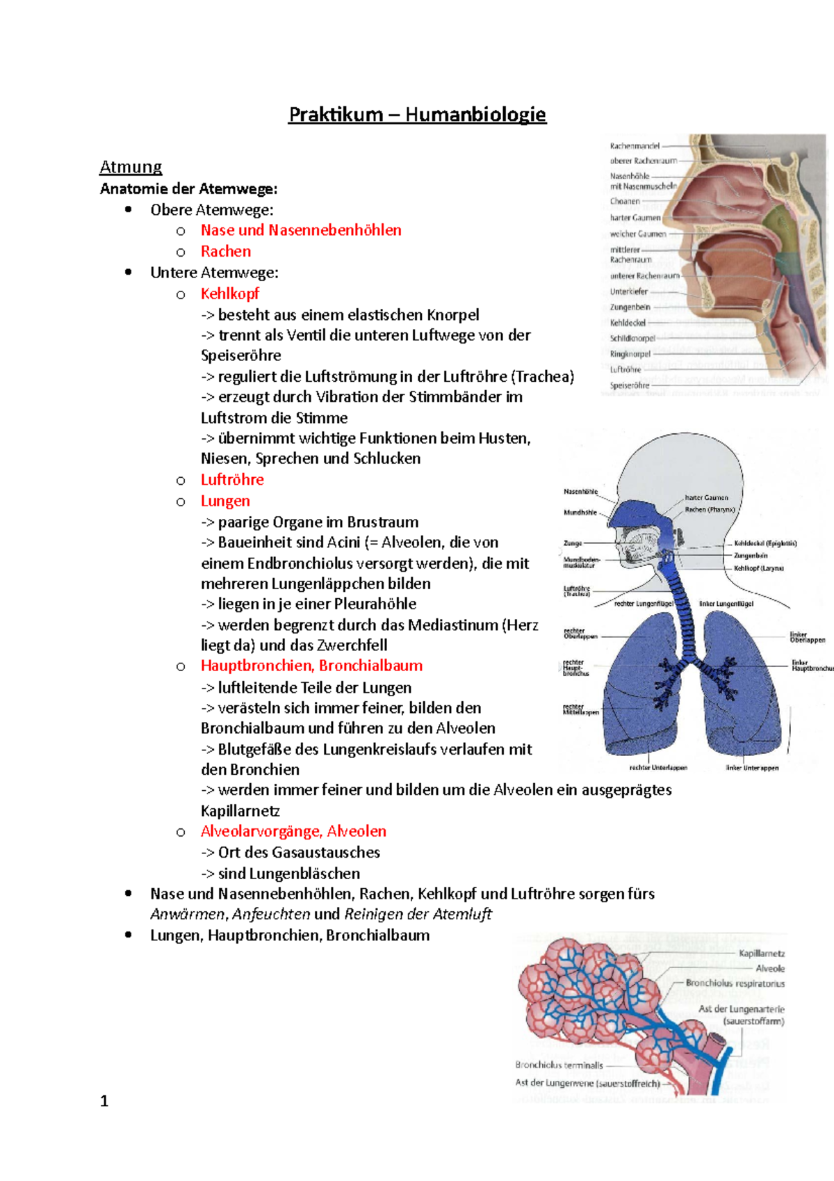 Praktikum Humanbiologie - Praktikum – Humanbiologie Atmung Anatomie der ...