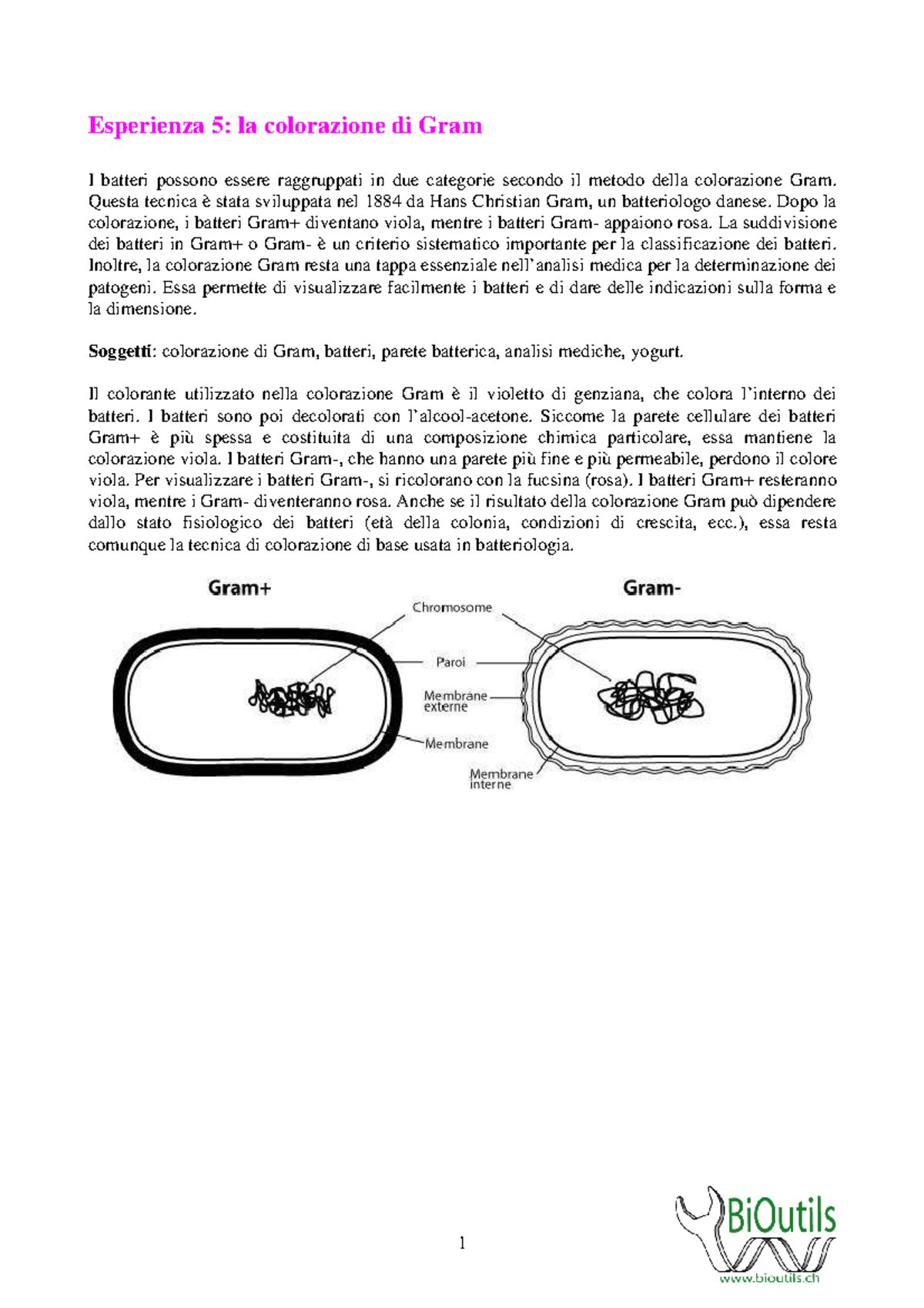 5 colorazione-gram - Colorazione differenziale gram positivi e negativi ...
