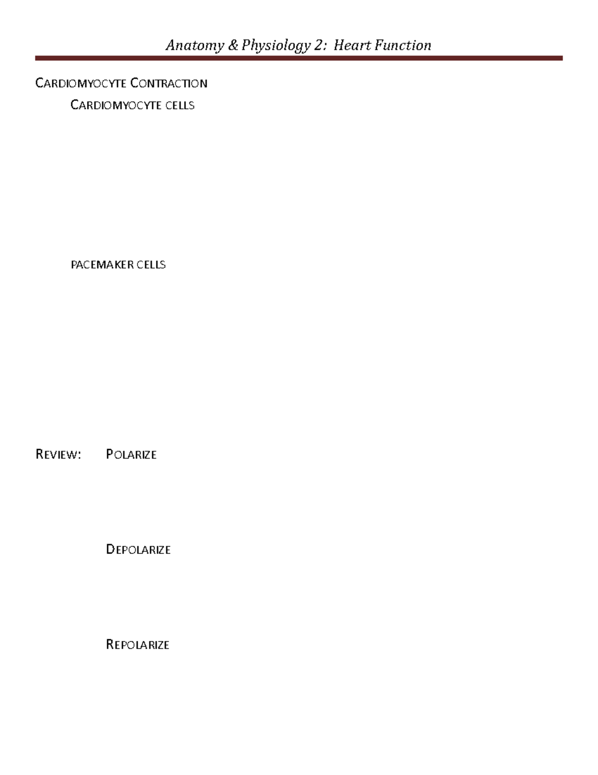 20. Heart Physiology outline Template - CARDIOMYOCYTE CONTRACTION ...