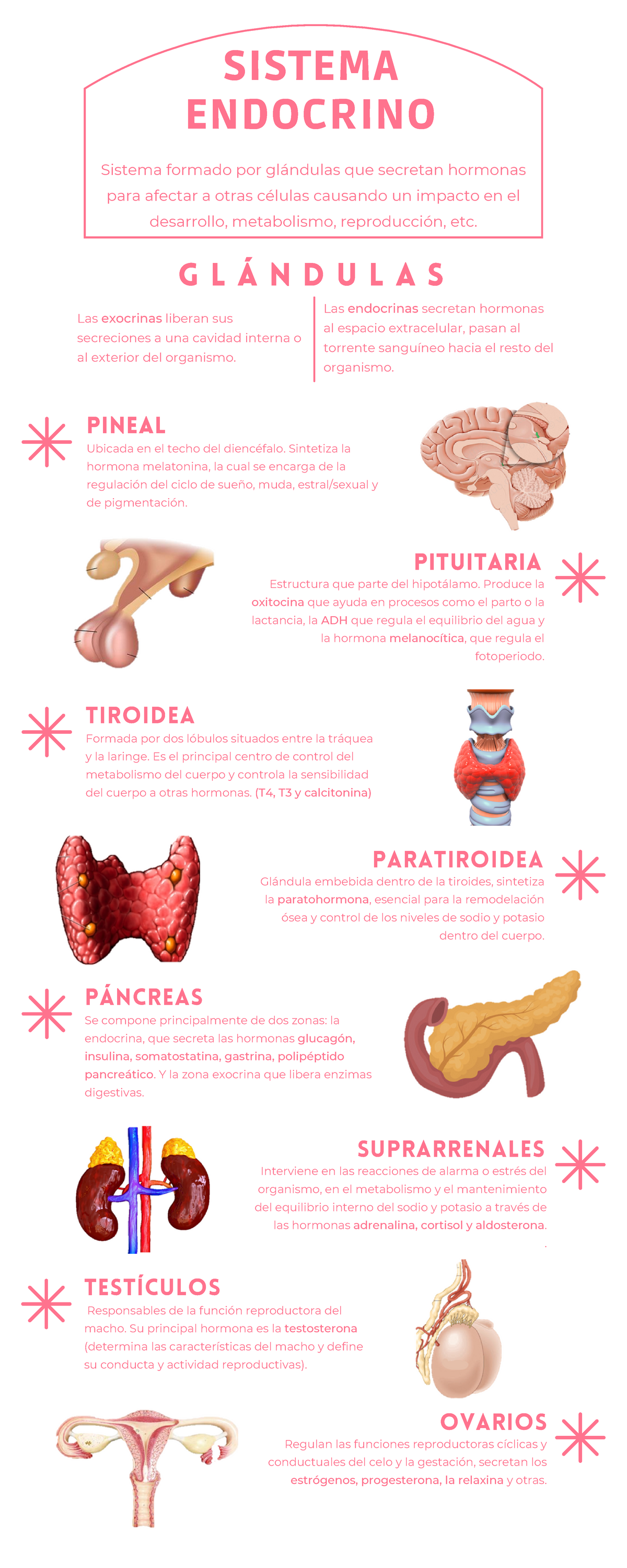 Sistema Endocrino - Úsenlo bien :) - G L Á N D U L A S Sistema formado ...