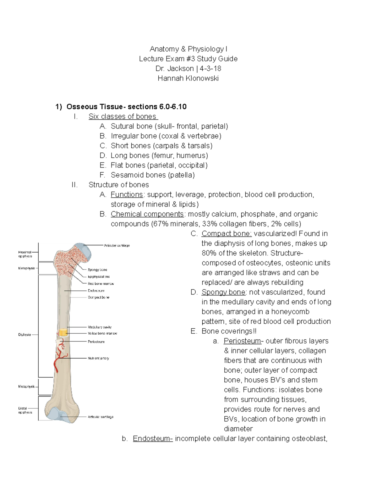 Anatomy Lecture Exam #3 Study Guide - Anatomy & Physiology l Lecture ...