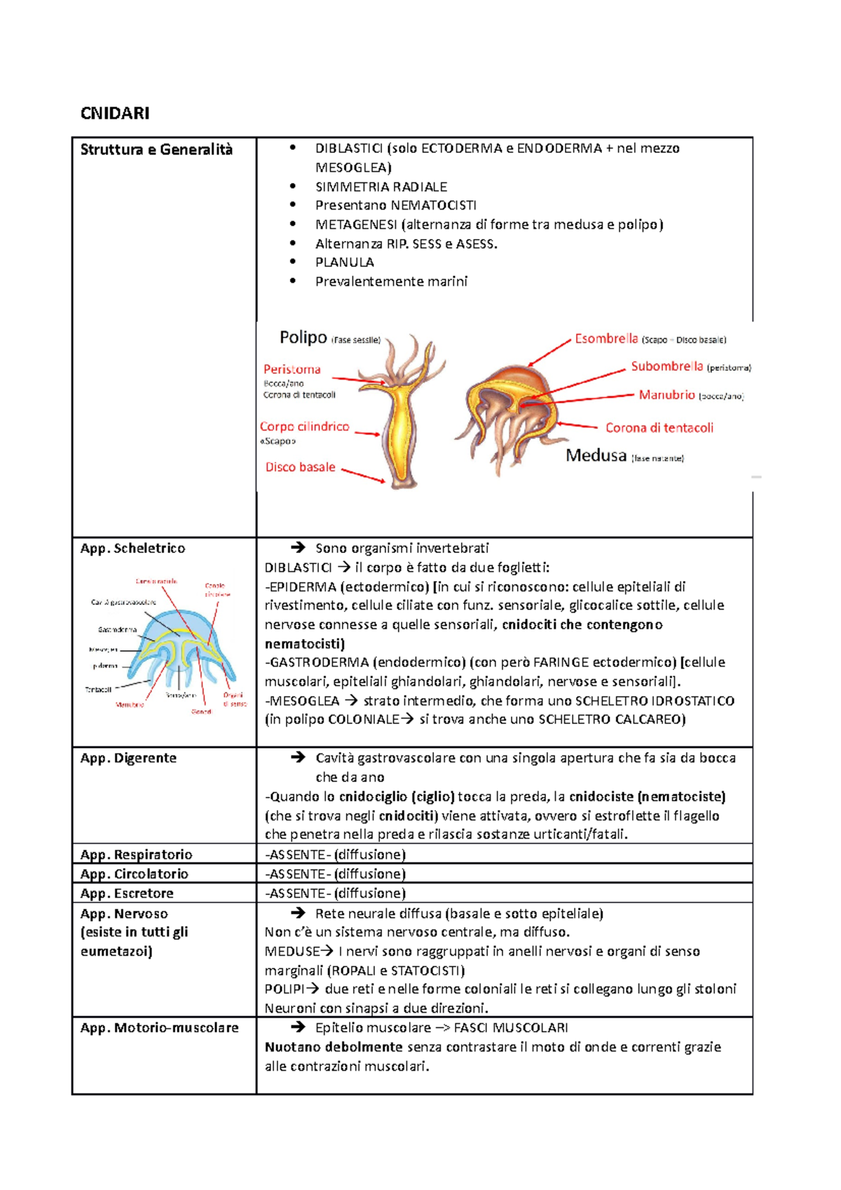 Cnidari riassunto - CNIDARI Struttura e Generalità DIBLASTICI (solo ...