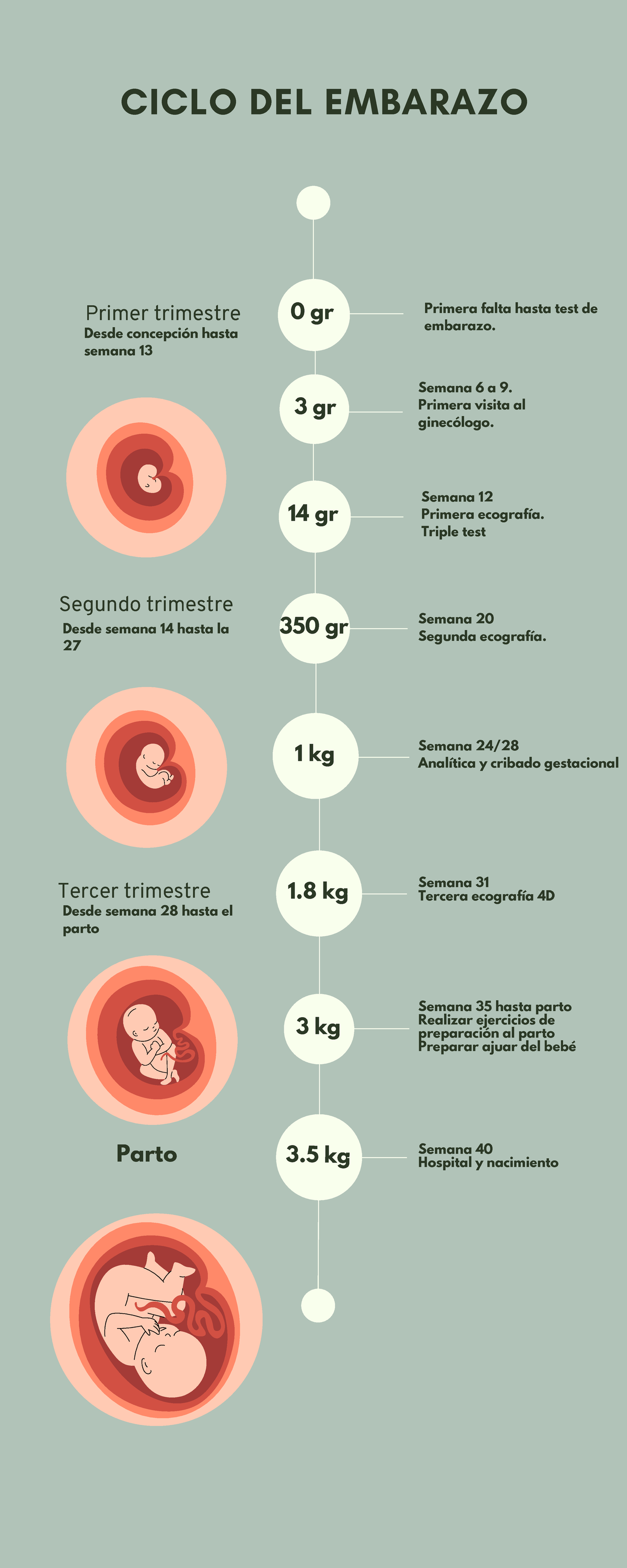 Infografía ciclo del embarazo verde - 0 gr 3 gr 350 gr 1 kg 1 kg 3 kg 3 ...