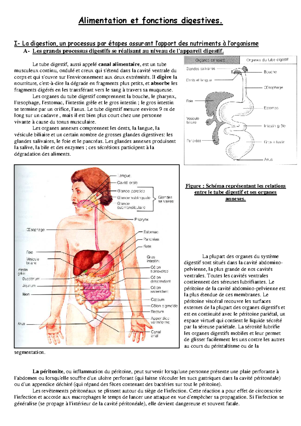 Cours digestion cours d'appui - Alimentation et fonctions digestives. I ...