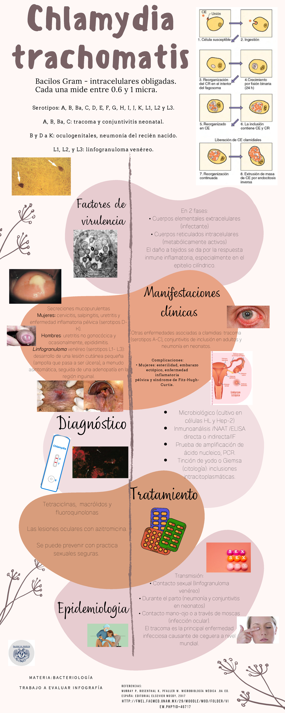 Infografía Chlamydia trachomatis - Chlamydia trachomatis En 2 fases ...