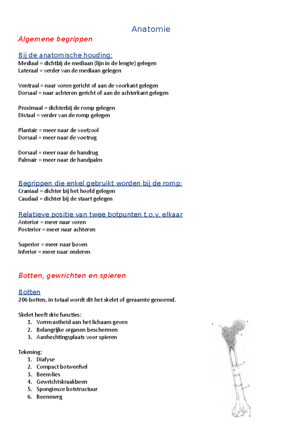Anatomie - Anatomie Algemene begrippen Bij de anatomische houding ...