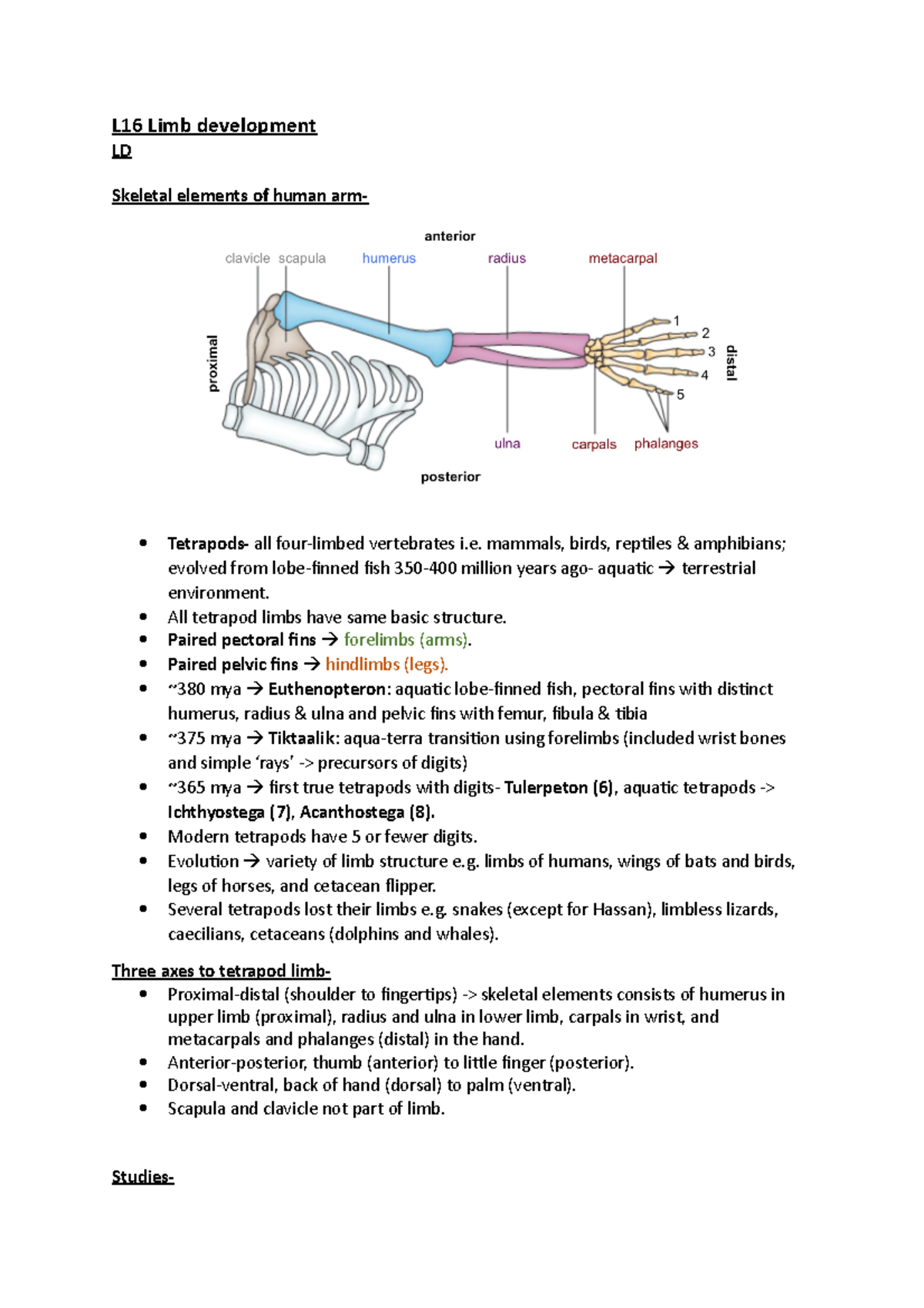 L16 Limb development notes - L16 Limb development LD Skeletal elements ...