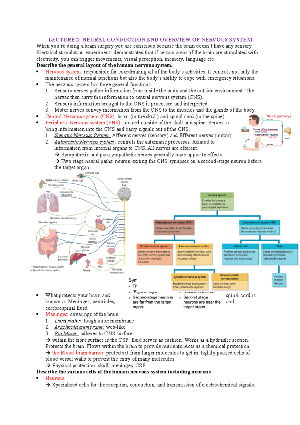 Lecture 2- Neural Conduction and Overview of Nervous System - LECTURE 2 ...
