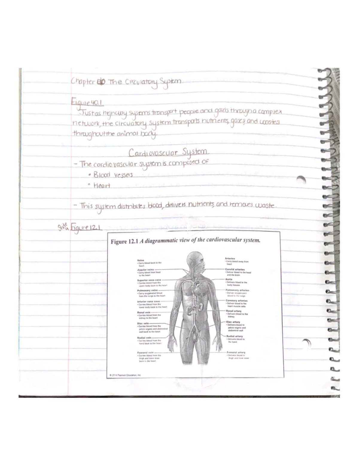 The Circulatory System - BIO 140 - Studocu