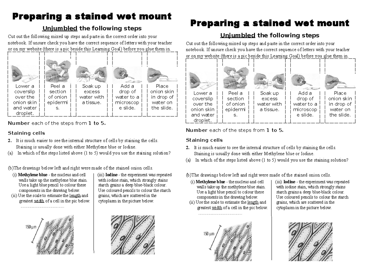 Preparing a stained wet mount - Preparing a stained wet mount Unjumbled ...