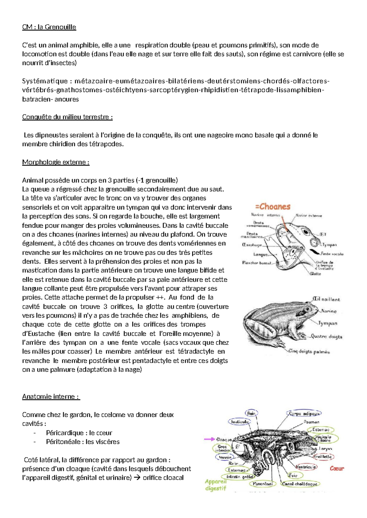 CM biologie des organismes animal (grenouille) - CM : la Grenouille C'est un animal amphibie ...