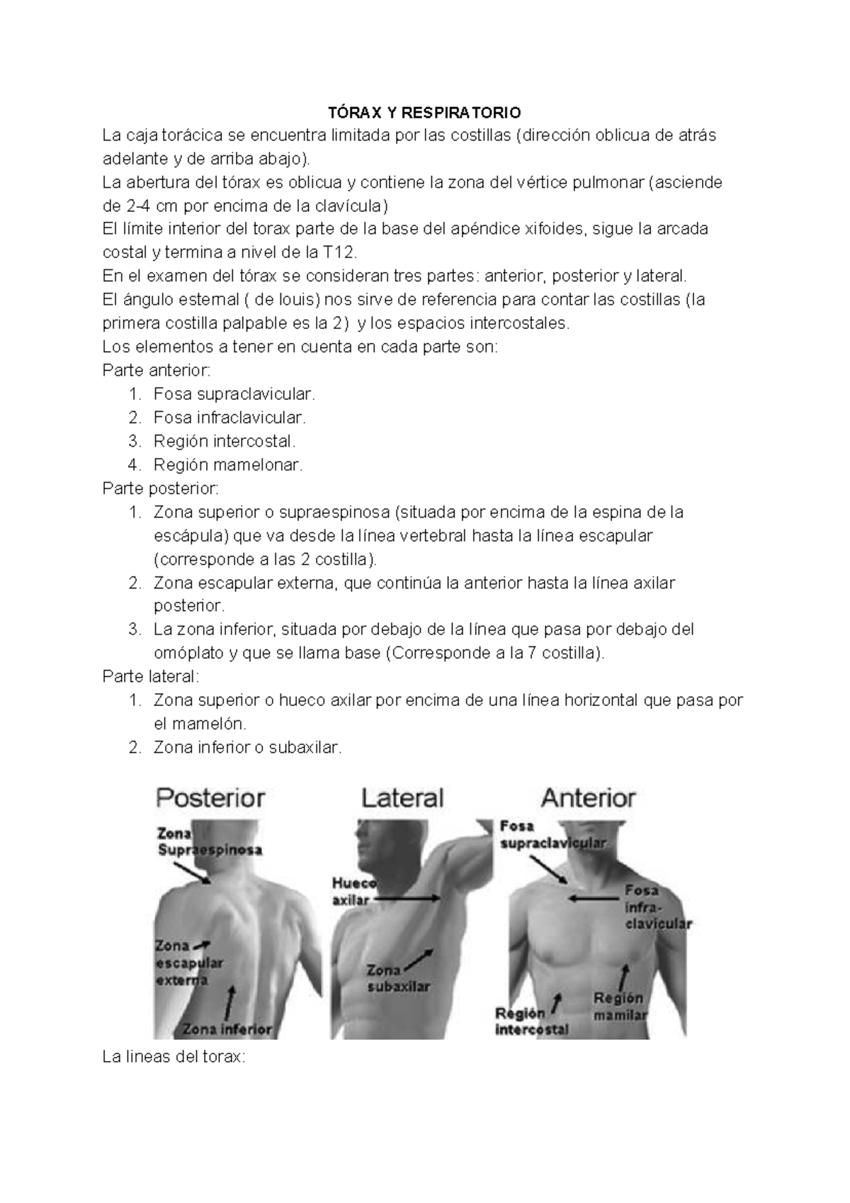 Tórax Respiratorio - TÓRAX Y RESPIRATORIO La caja torácica se encuentra ...